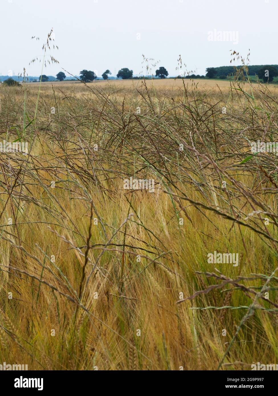 Ryegrass hi-res stock photography and images - Alamy