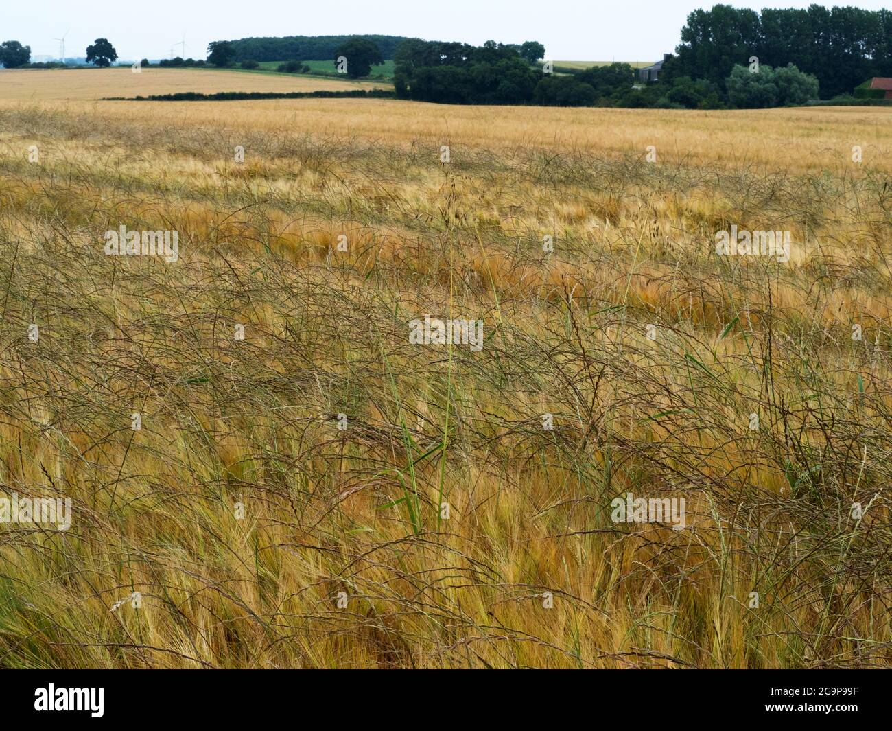 Italian Ryegrass problem Stock Photo - Alamy