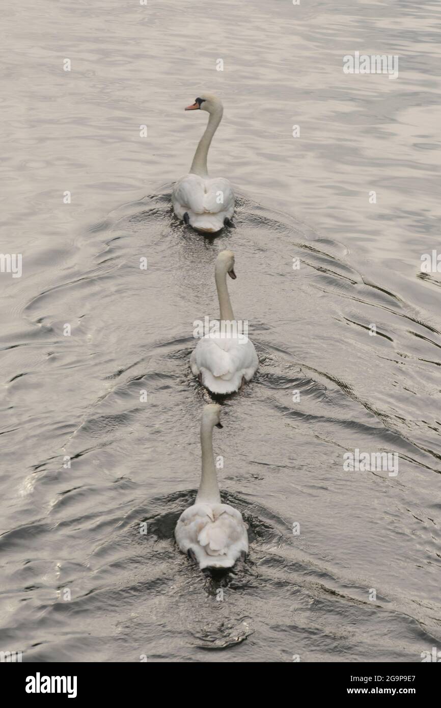 Berlin zoo panda bear hi-res stock photography and images - Alamy