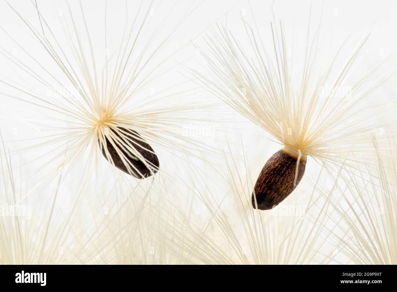 Pair of seeds with white pappus of a blessed milkthistle isolated on ...