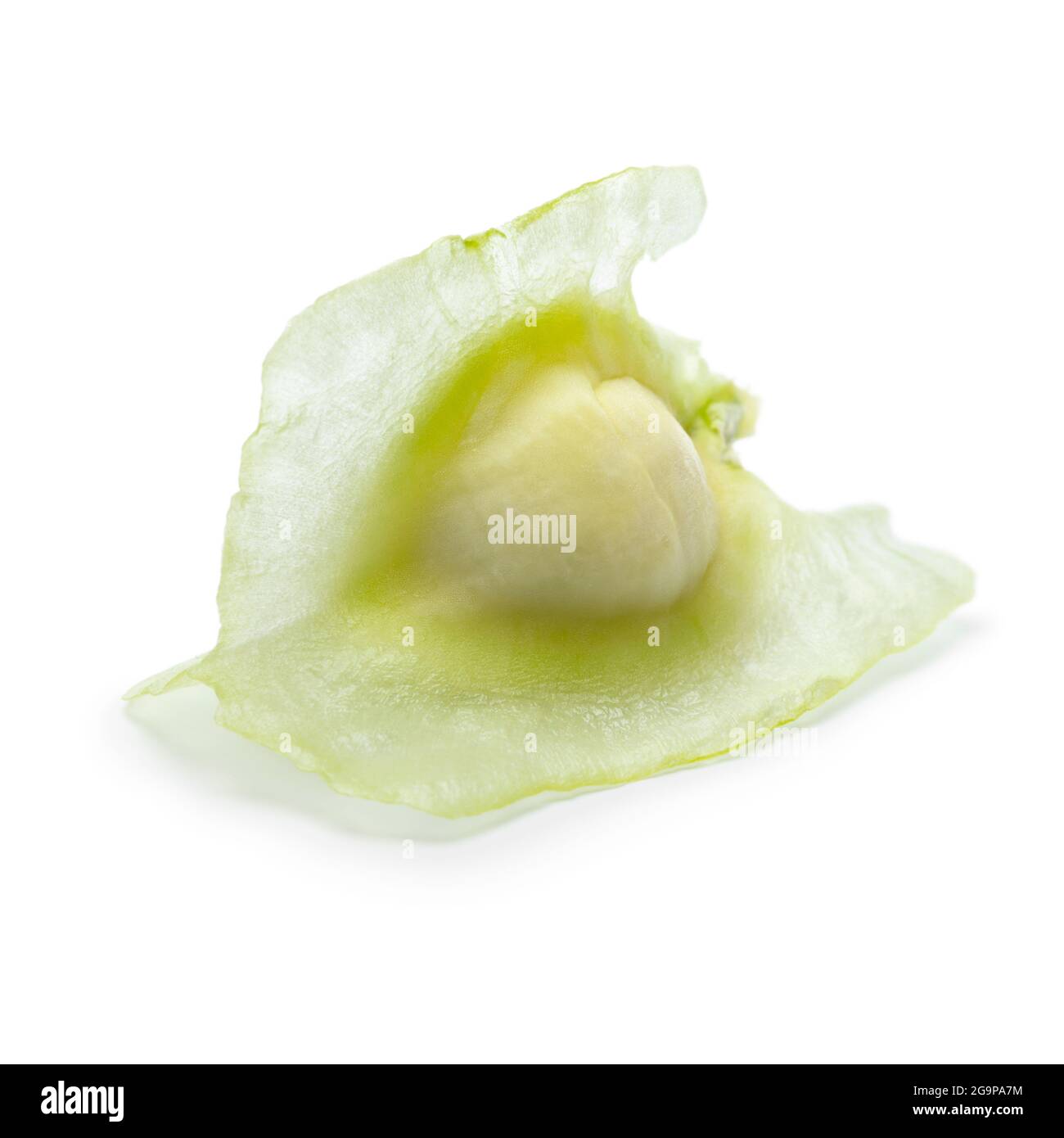 Single fresh green moringa bean isolated on white background close up ...