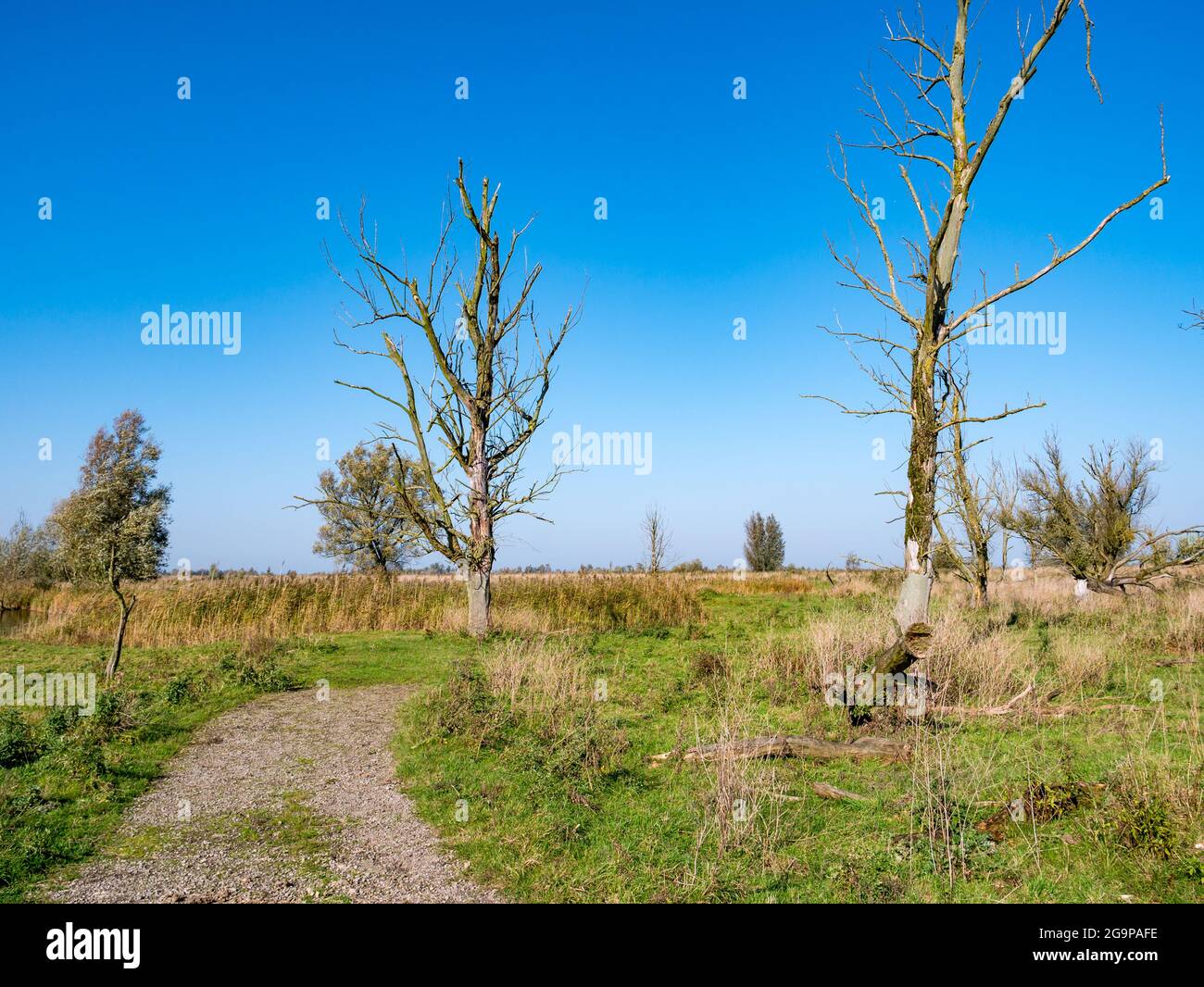 Oostvaardersplassen hi-res stock photography and images - Alamy