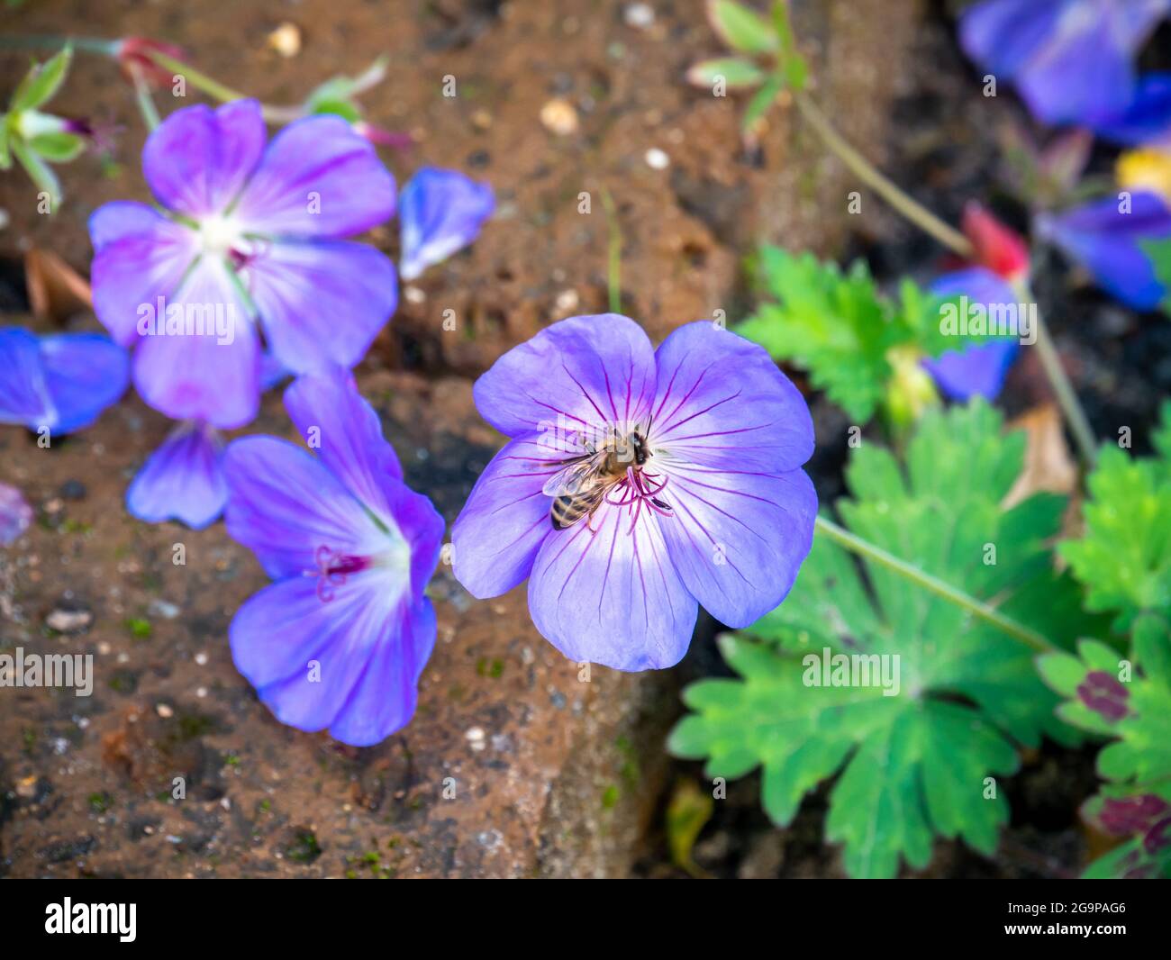 Geranium rozanne insect hi-res stock photography and images - Alamy