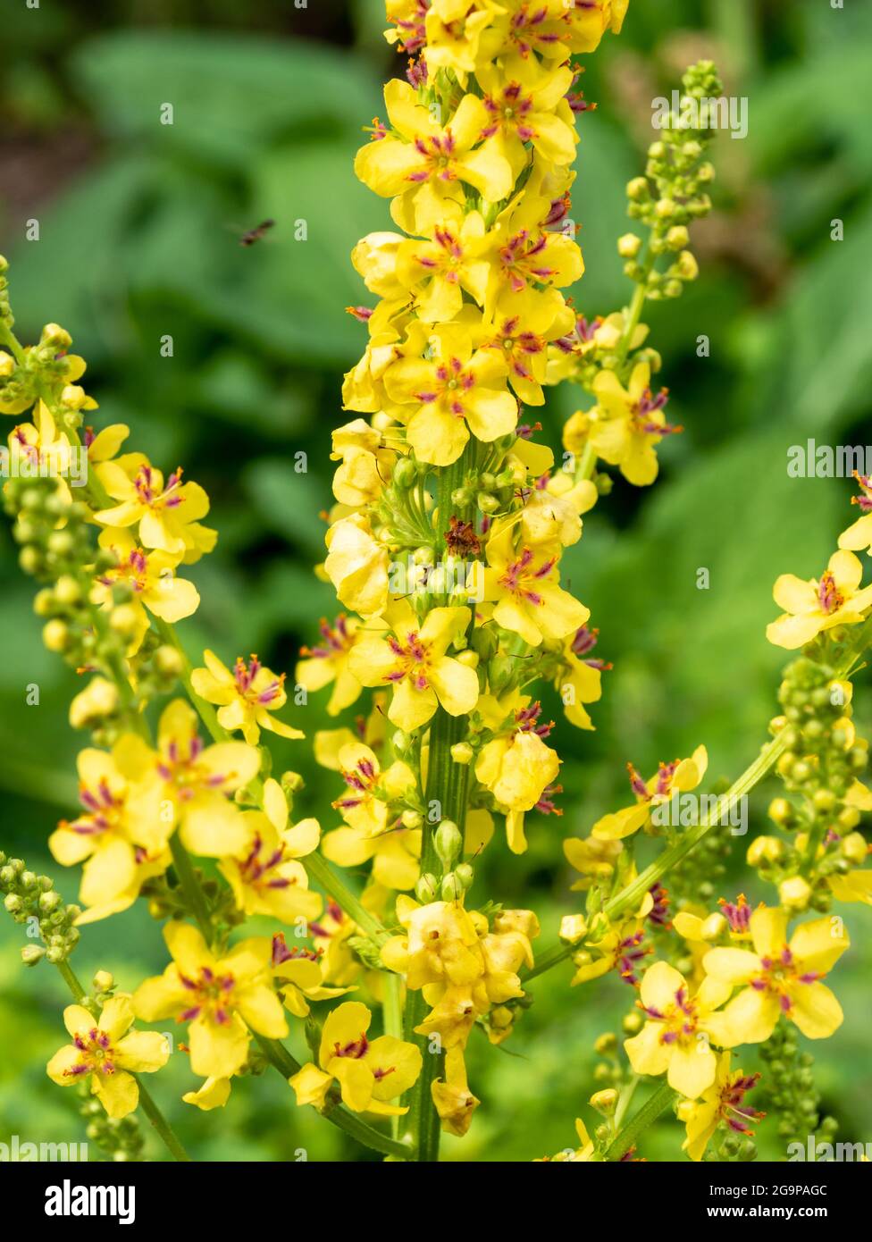 Black mullein or dark mullein, Verbascum nigrum, wild plant with yellow ...