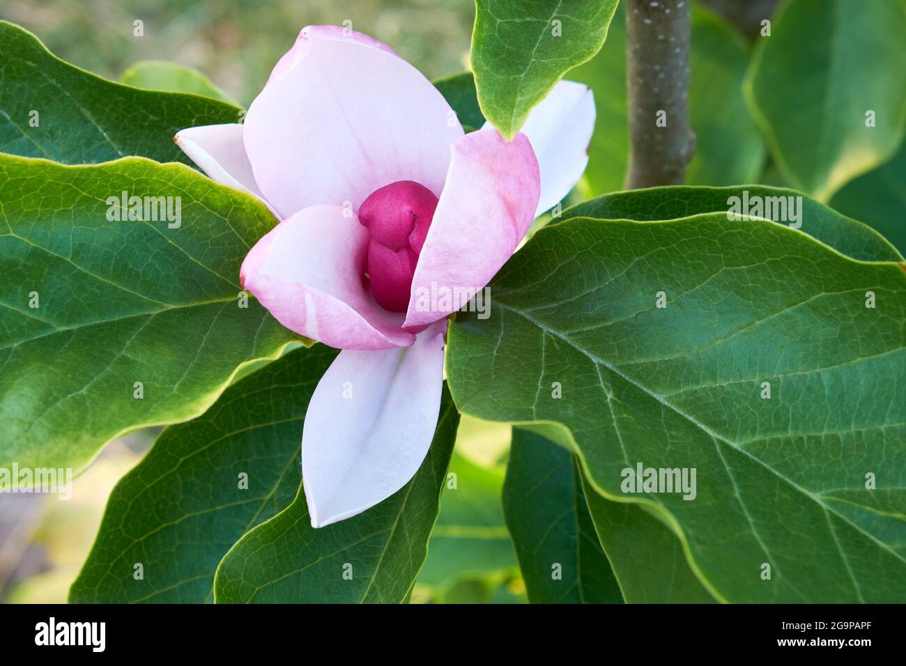 Jane magnolia hi-res stock photography and images - Alamy