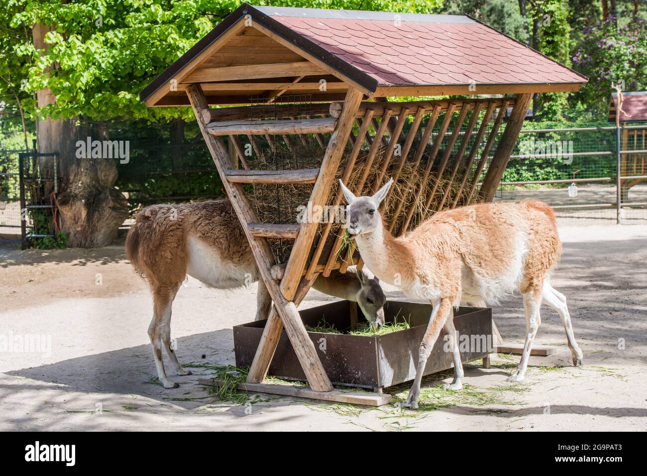 Guanaco eating hay on a small farm, grazing at the zoo Stock Photo - Alamy