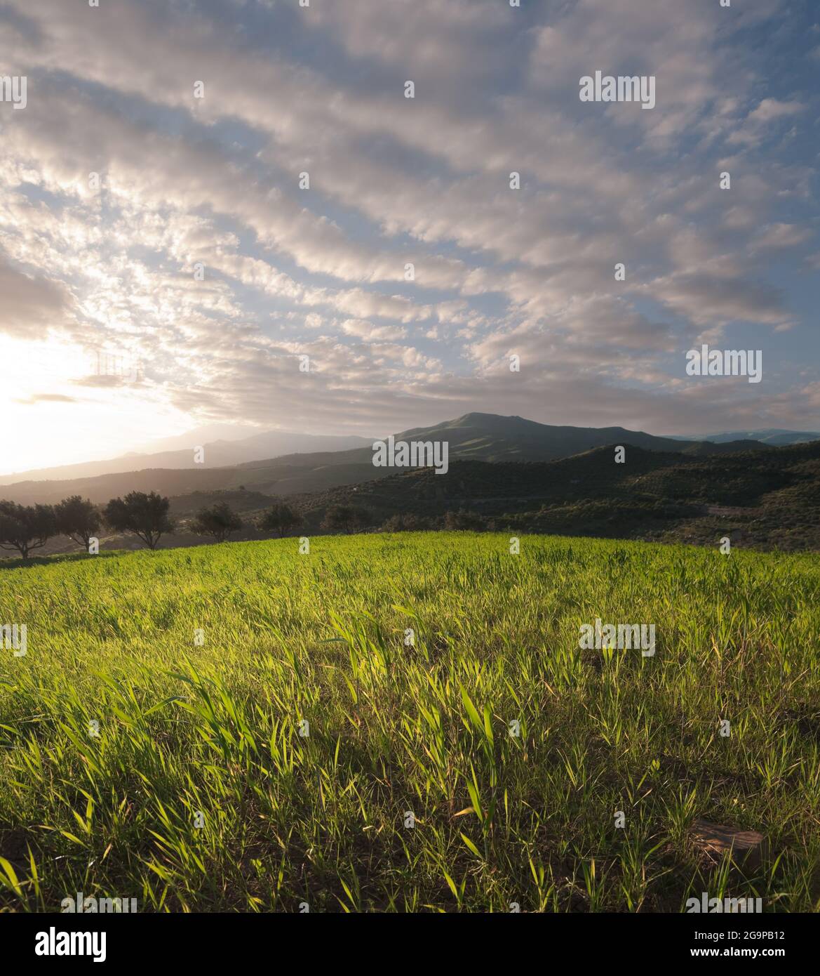 Plants growing field sky sunset field hi-res stock photography and ...