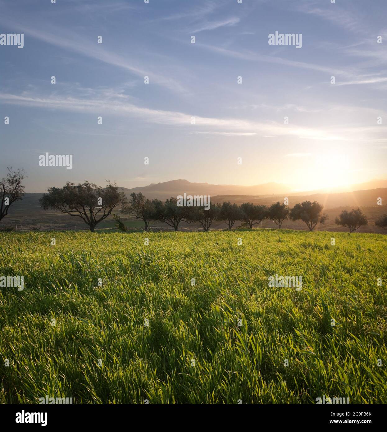golden sunset on farm field with olive trees Stock Photo - Alamy