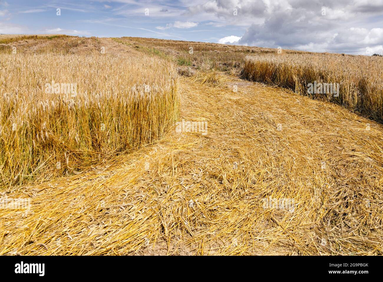 Roggenfeld kurz vor der Ernte Stock Photo - Alamy