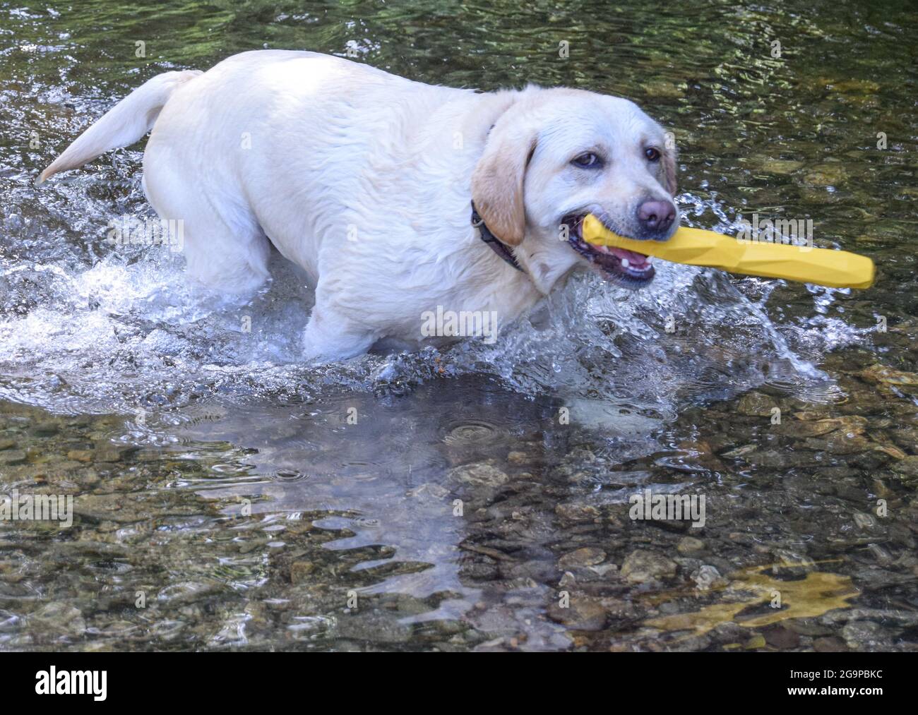 Golden Labrador in river 160721 Stock Photo - Alamy
