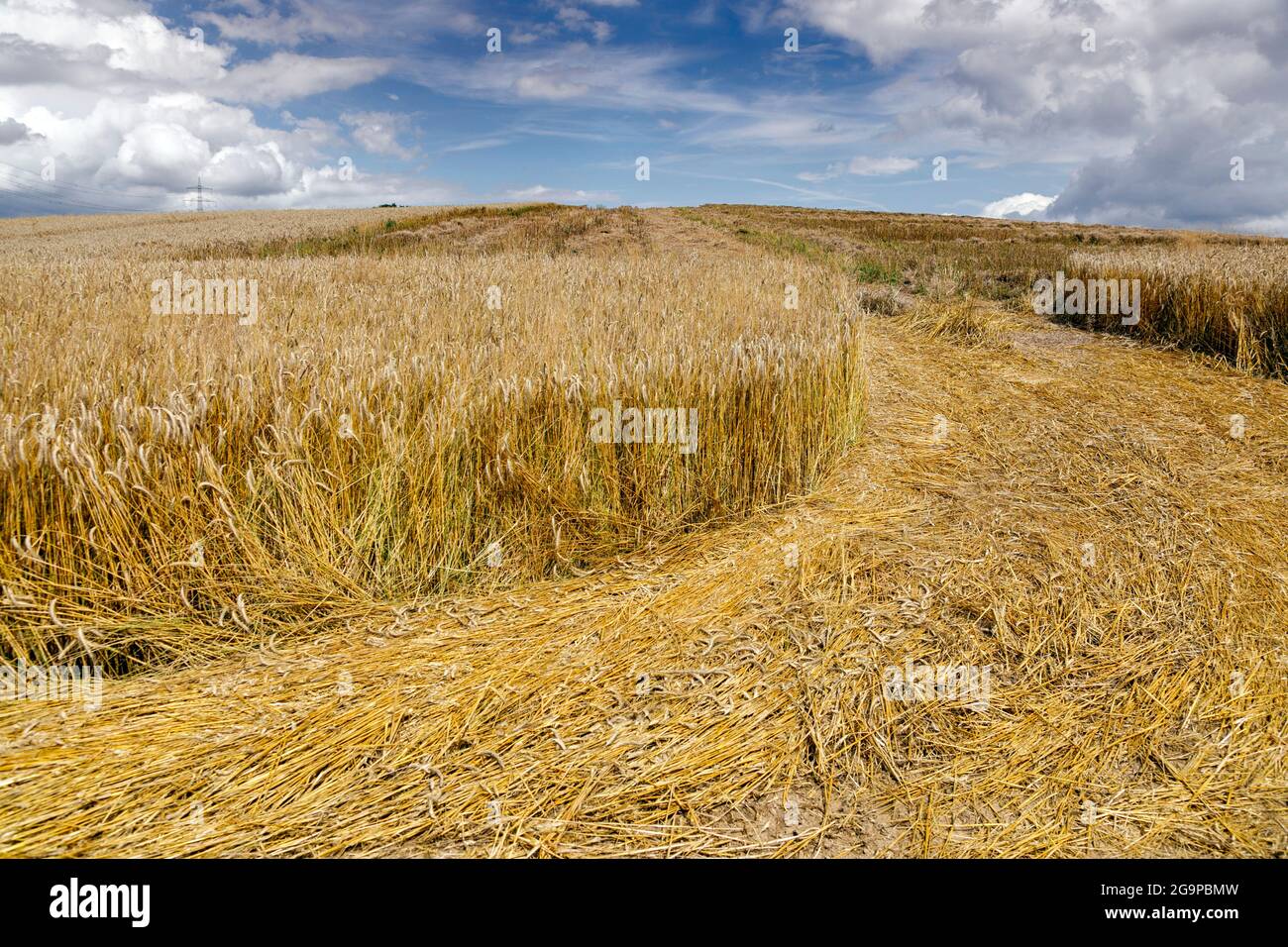 Roggenfeld kurz vor der Ernte Stock Photo - Alamy