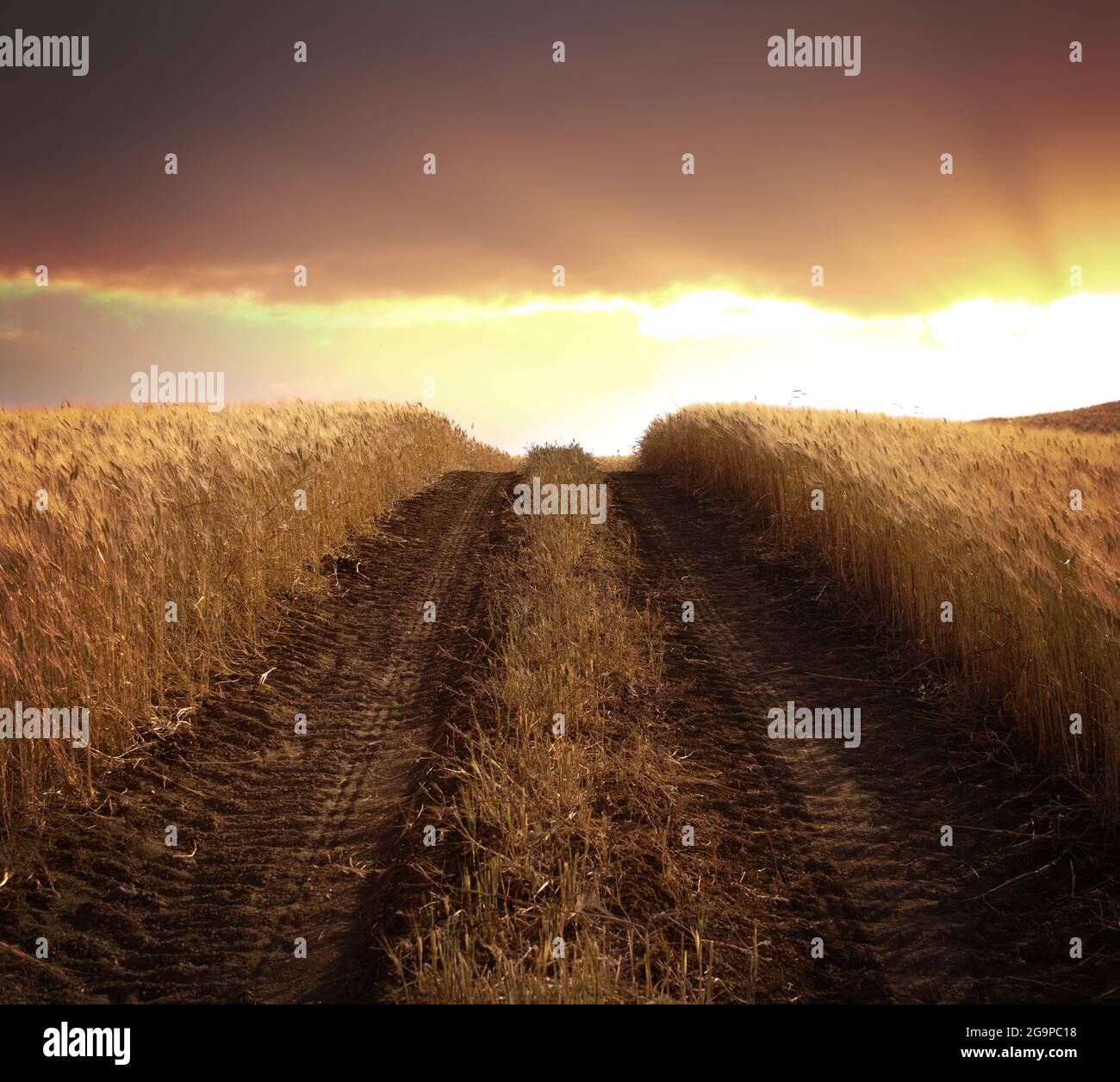 tire tracks on path through wheat field at the sunset Stock Photo - Alamy