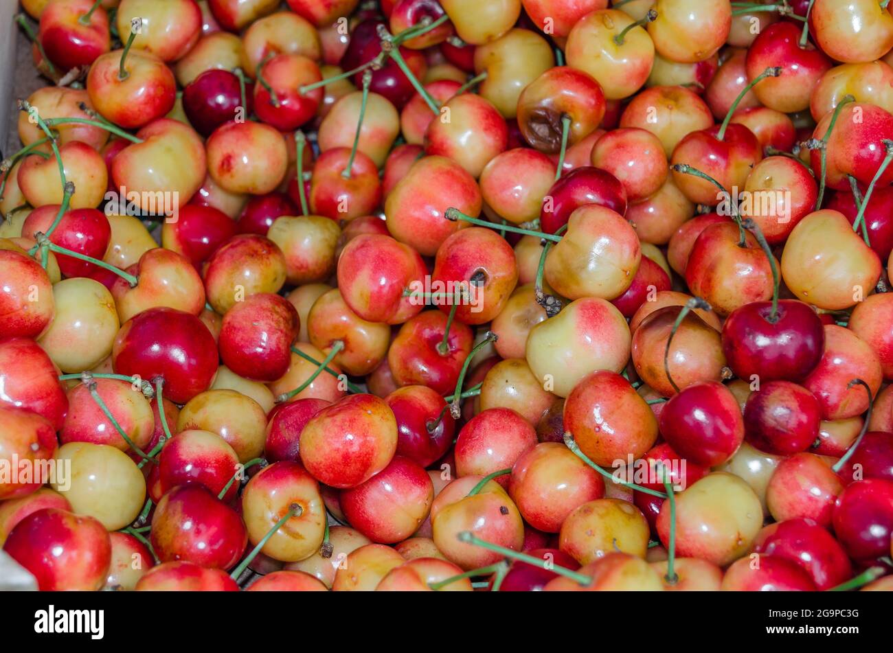Ripe yellow rainier cherries at a fruit stall in the market Stock Photo ...