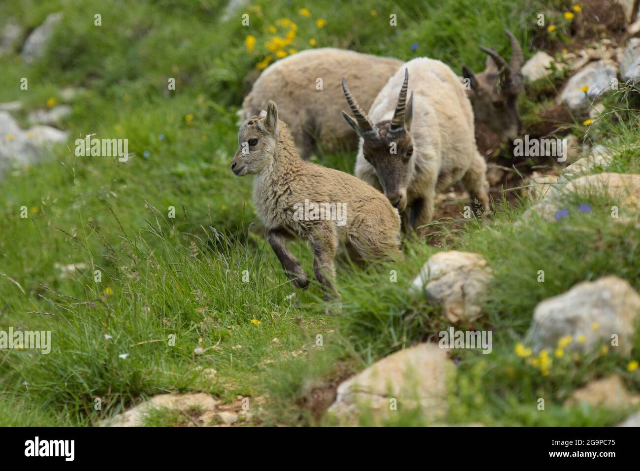 family of ibex in the french moutains of vercors on isere Stock Photo ...