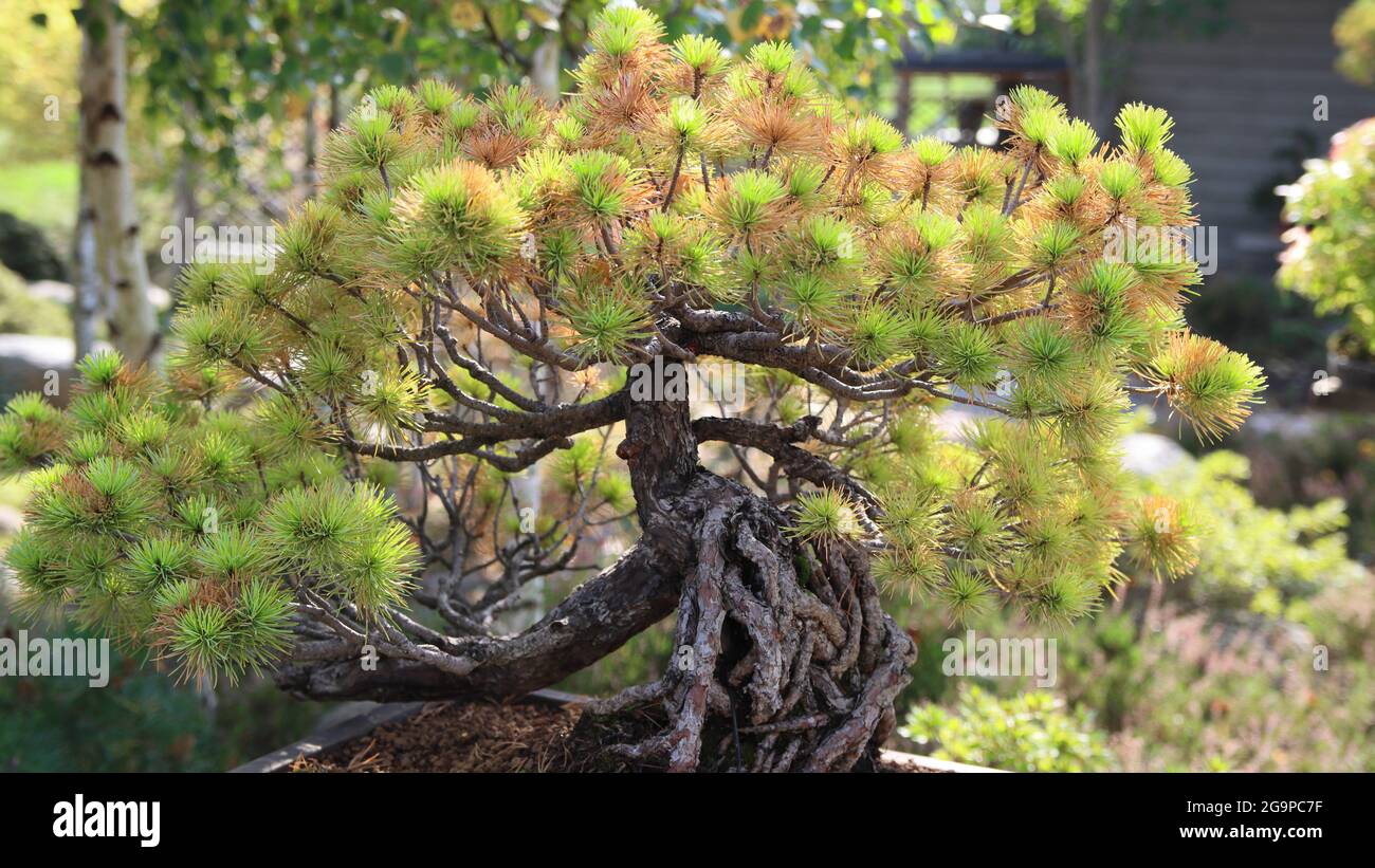 Bonsai colors hi-res stock photography and images - Alamy