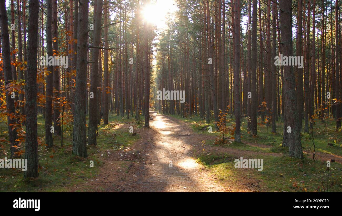 Sunlight of forest hi-res stock photography and images - Alamy