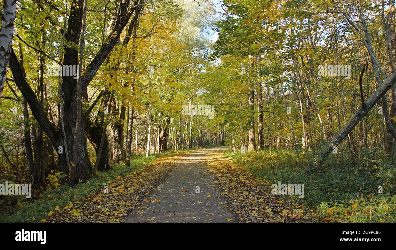 Golden autumn path Stock Photo - Alamy