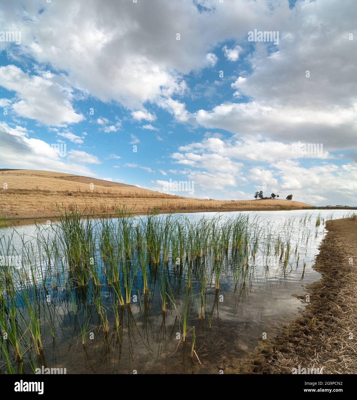 landscape of reflected clouds over marsh Stock Photo - Alamy