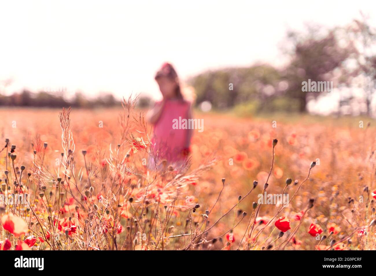 caucasian little girl in a field of flowers. child in blur in a field ...
