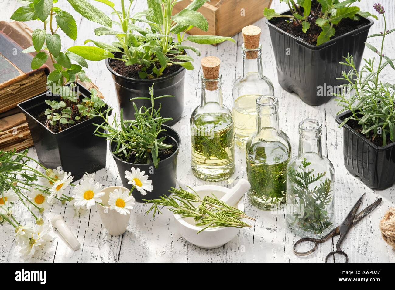 Making oil or infusion from home grown medicinal plants. Bottles of ...