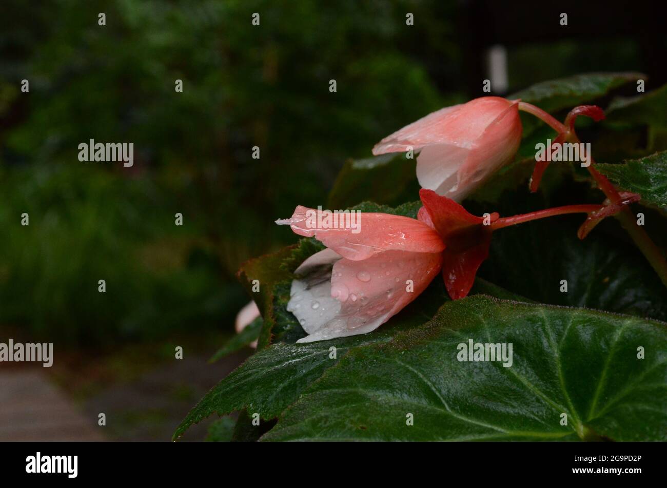 Rain forest flowers hi-res stock photography and images - Alamy