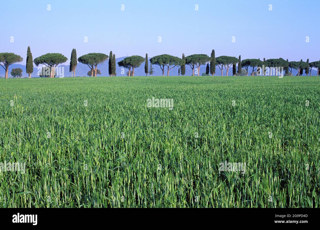 Italy, Tuscany, Grosseto, province, landscape Stock Photo - Alamy