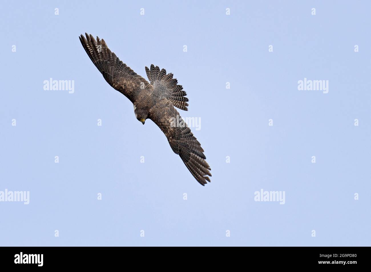 Peregrine falcon falco peregrinus in flight hi-res stock photography ...