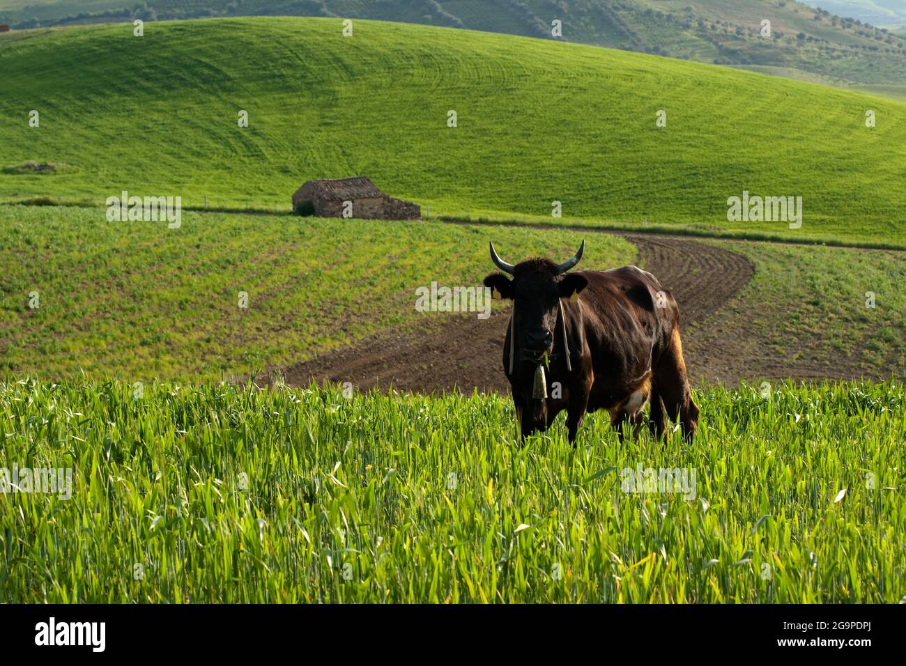 a cow is standing in a cereal field in Sicily, Italy Stock Photo - Alamy