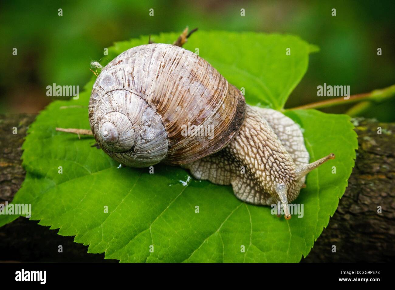 Wet snail trail hi-res stock photography and images - Alamy
