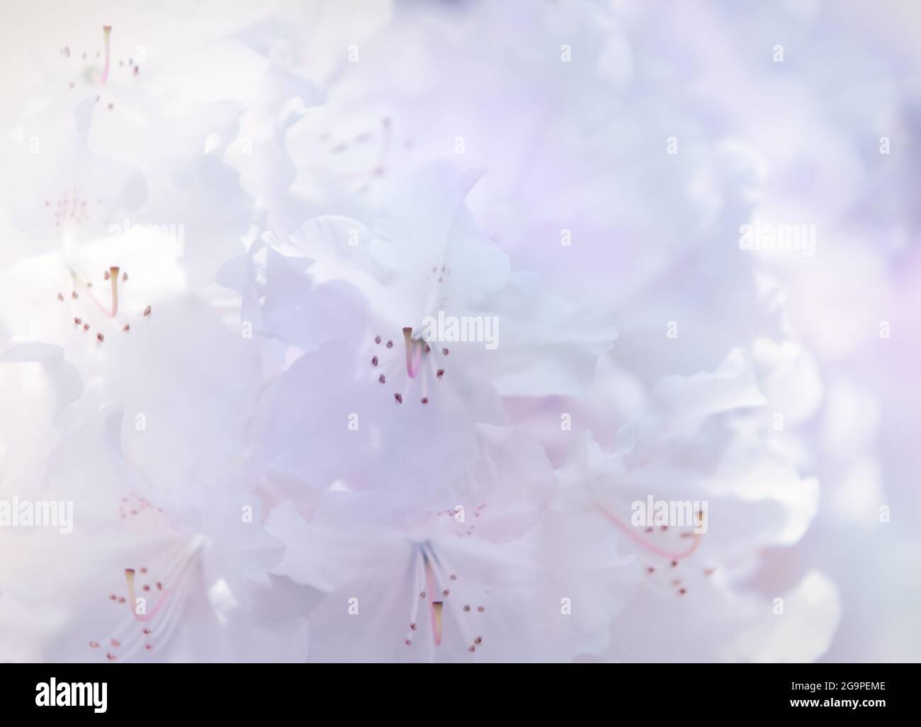 Nature background with spring flowers. Selective and soft focus Stock ...