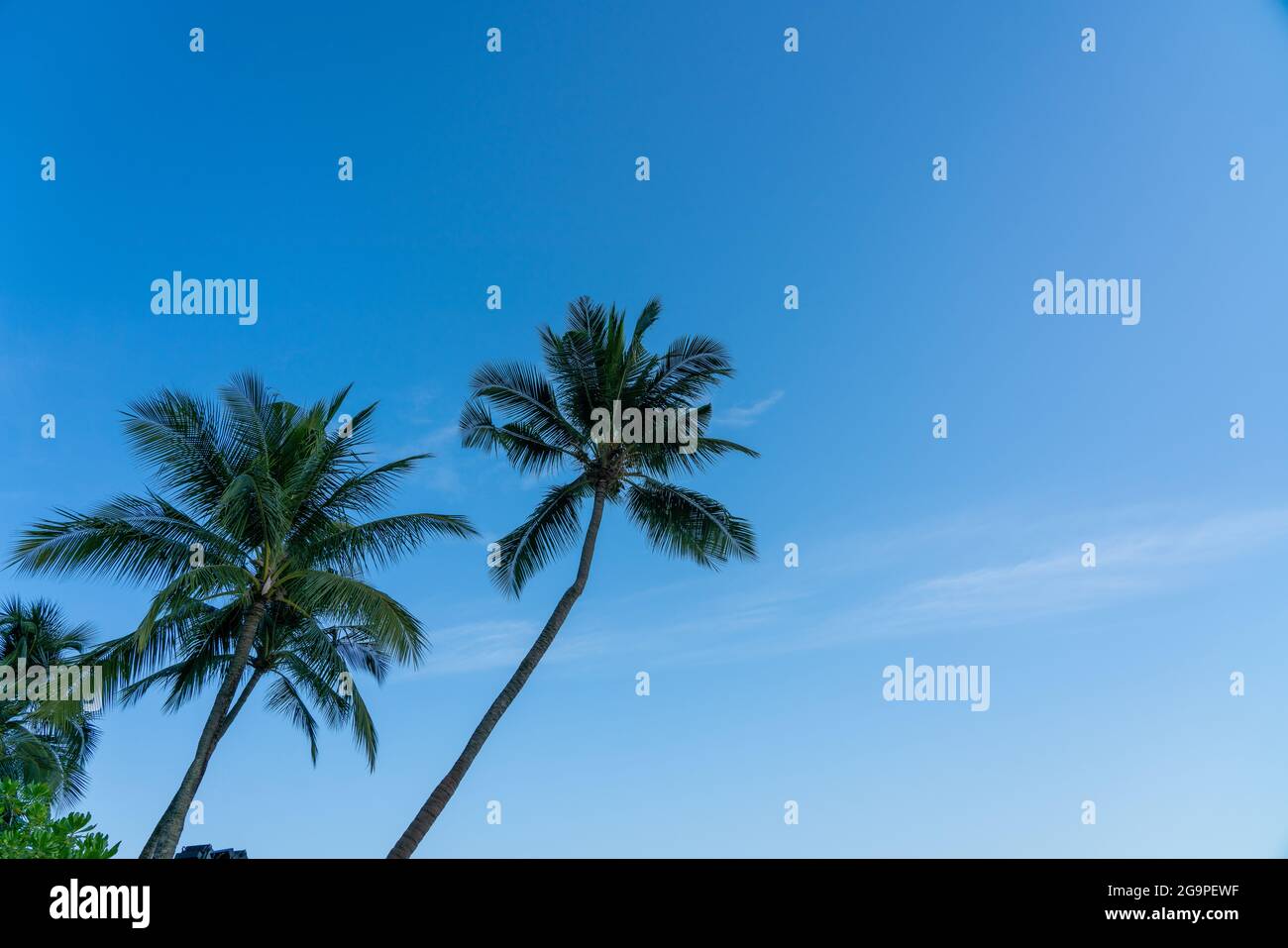Pam trees against blue sky, tropical Singapore Stock Photo - Alamy