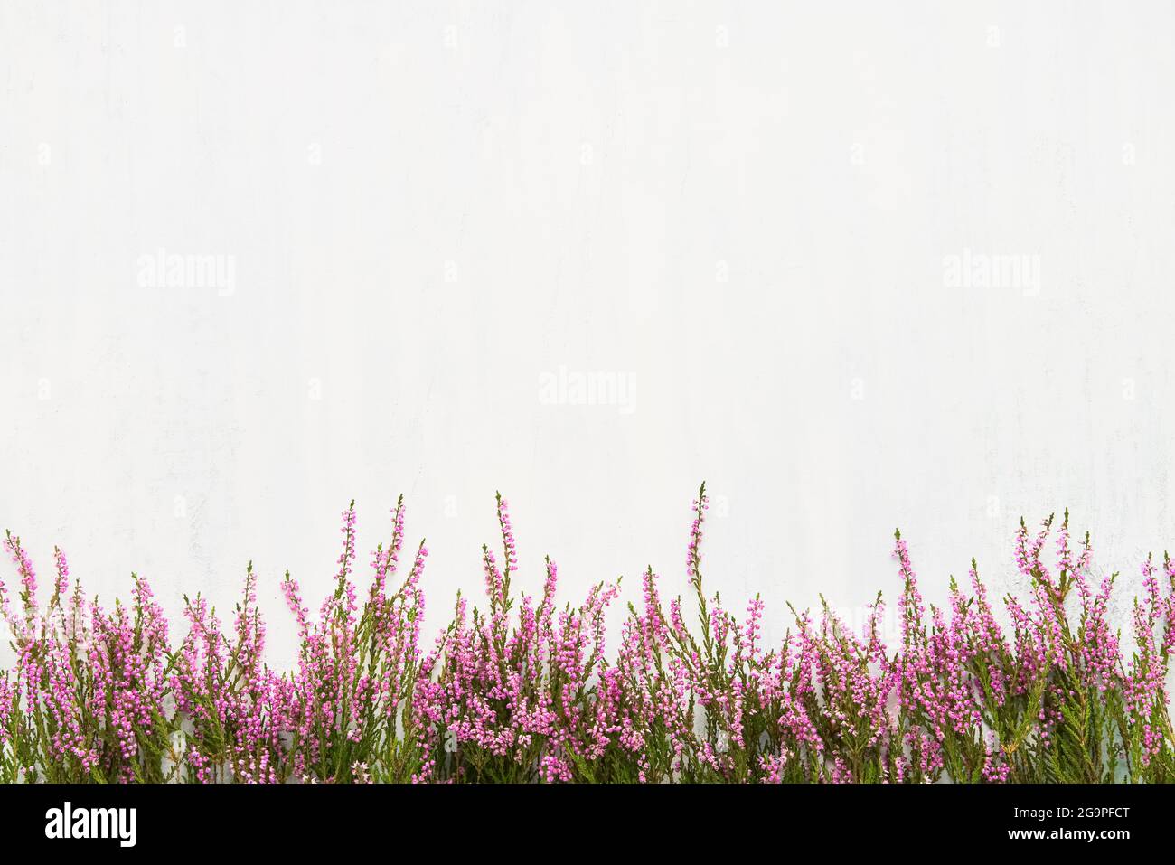 Pink Common Heather flowers border on a light background. Copy space ...