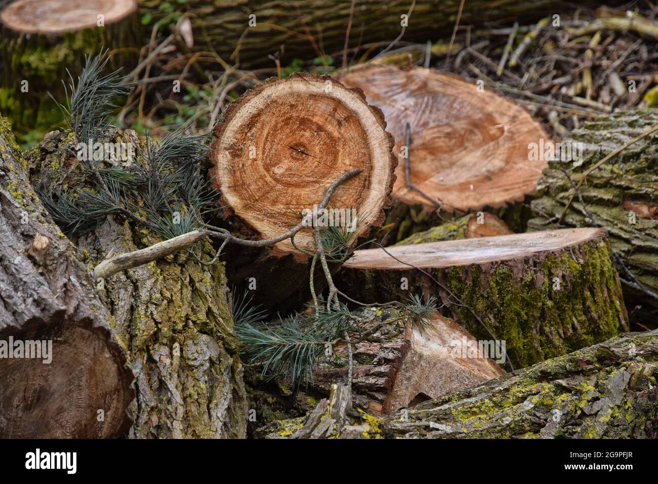 Firewood outside hi-res stock photography and images - Alamy