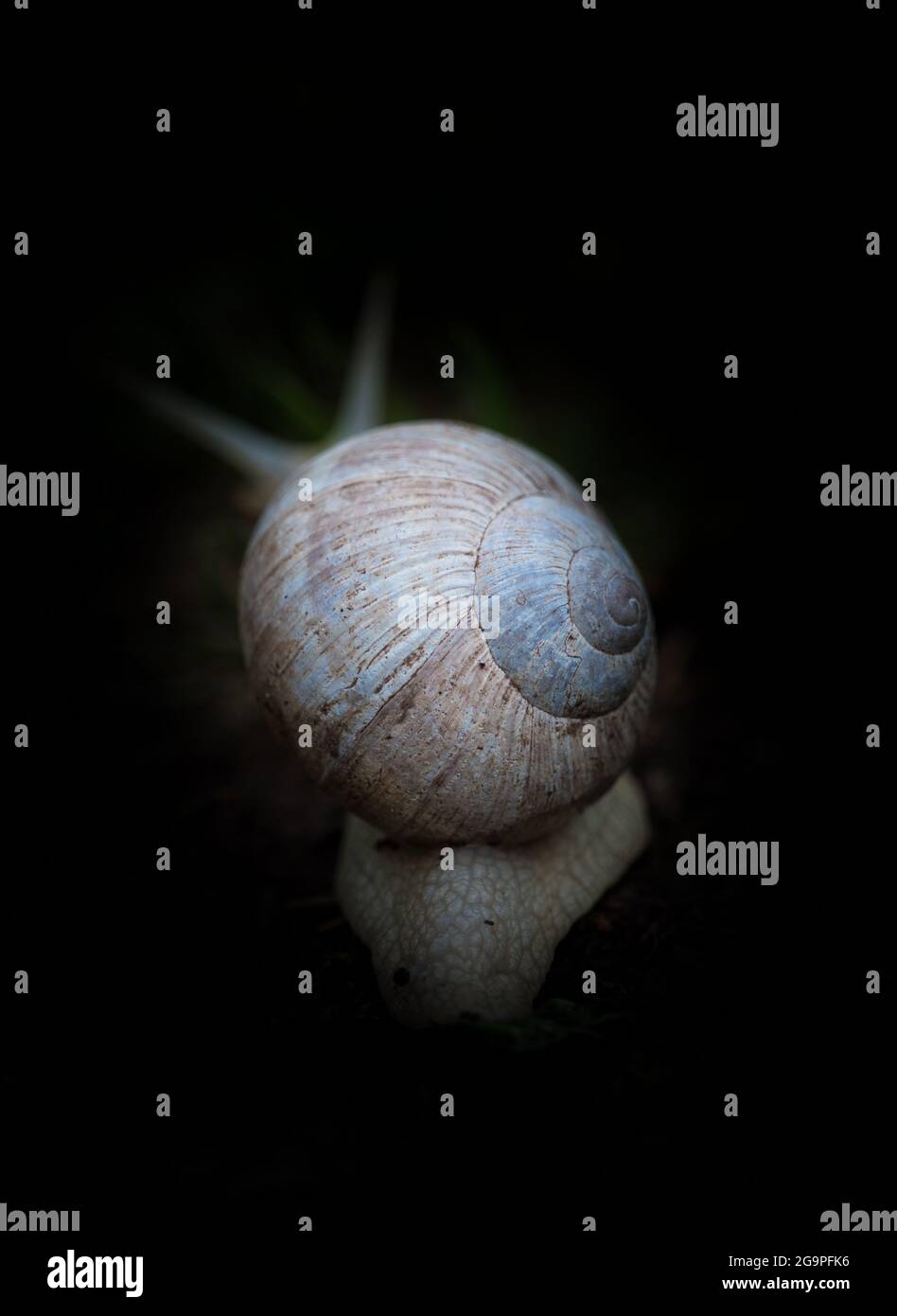 Vertical shot of a snail in the dark Stock Photo - Alamy
