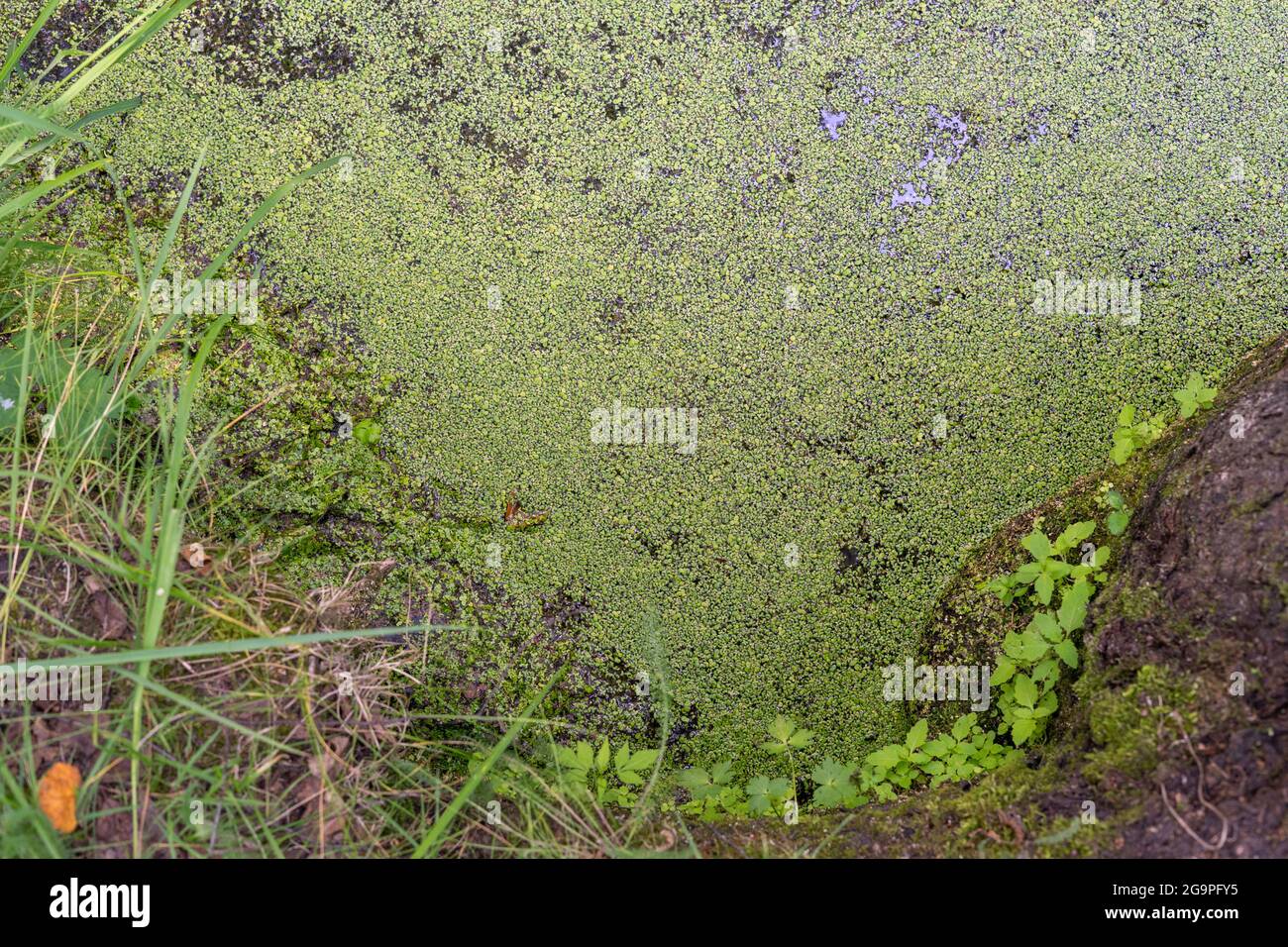 duckweed on the surface of a small forest lake Stock Photo - Alamy