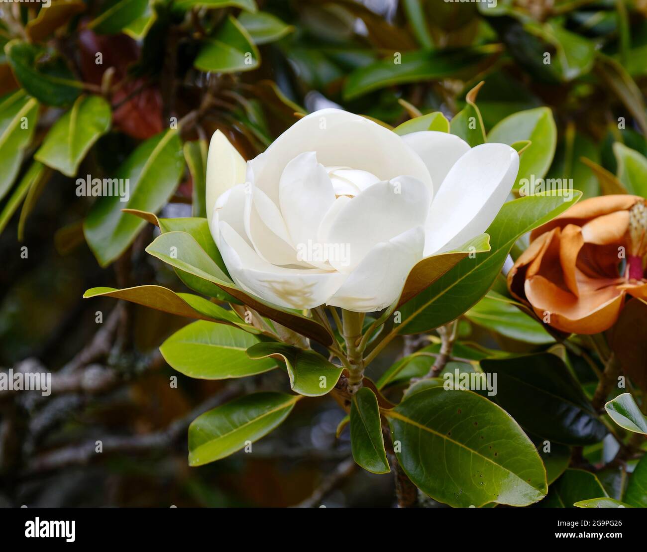 Symbolizes longevity and perseverance hi-res stock photography and ...