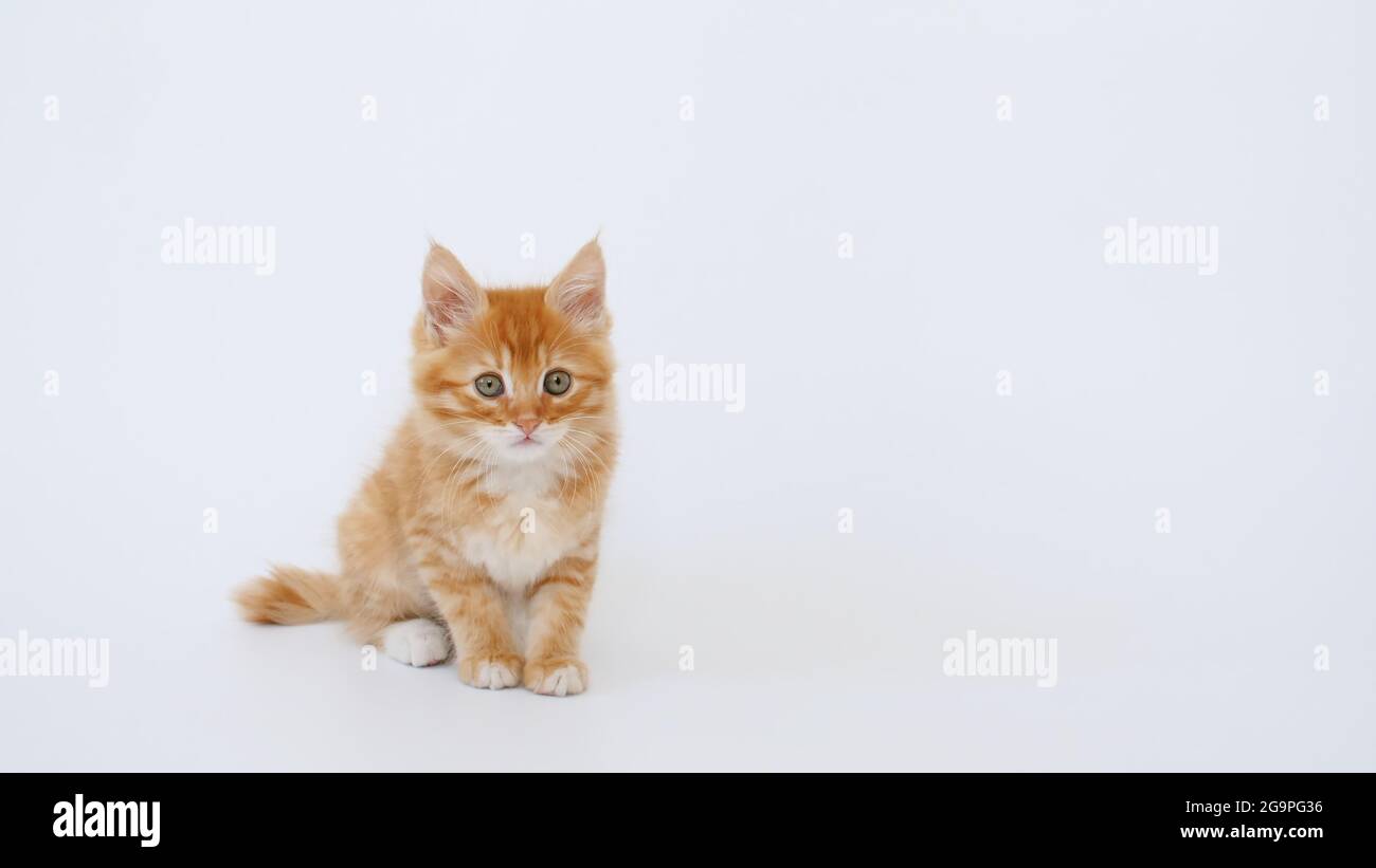 Ginger Kitten play on isolated white background. Cute little red Cat ...