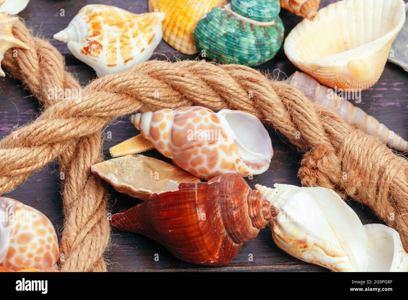 Different sea shells on color wooden background Stock Photo - Alamy