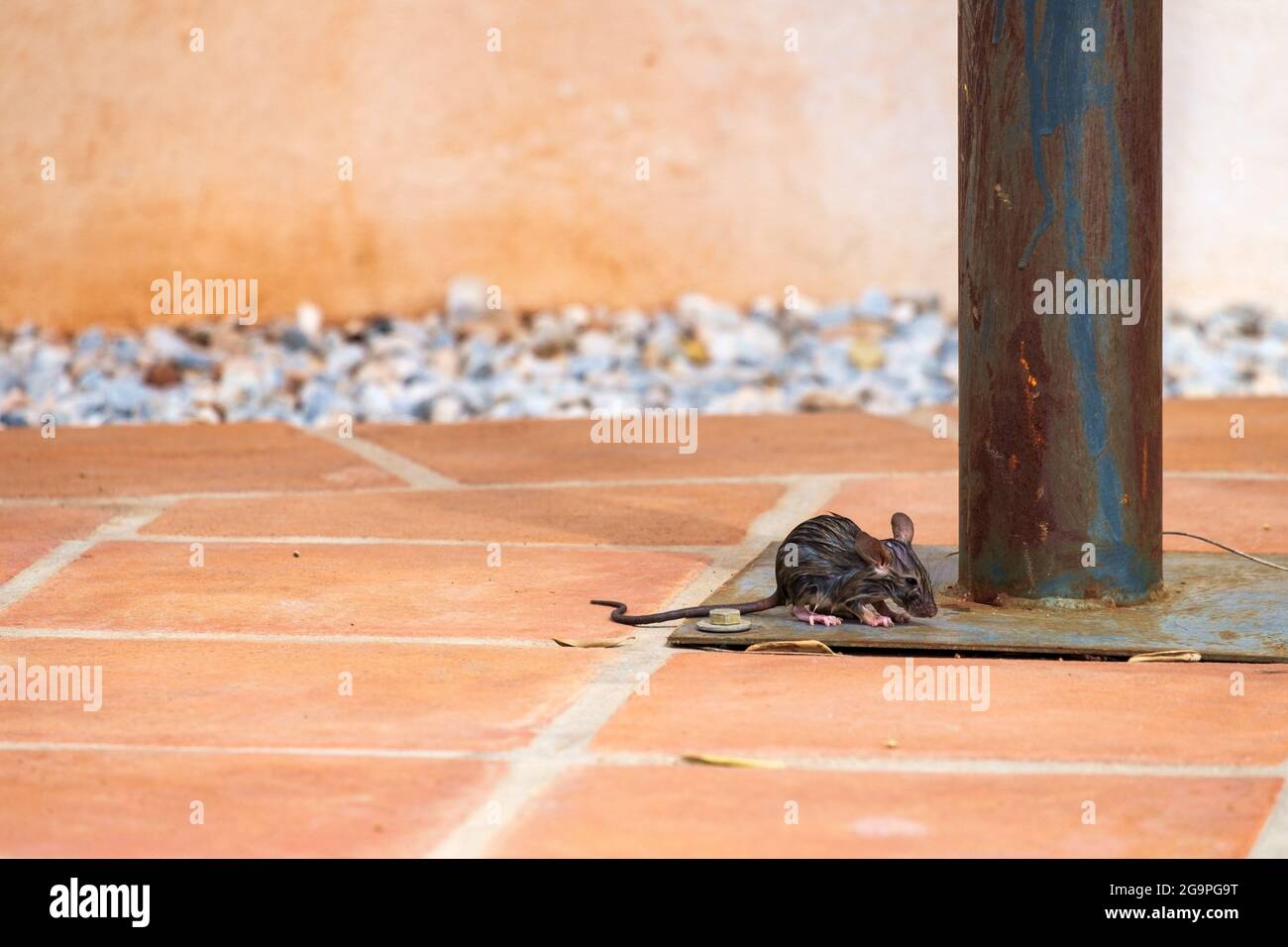 Wet rat hi-res stock photography and images - Alamy