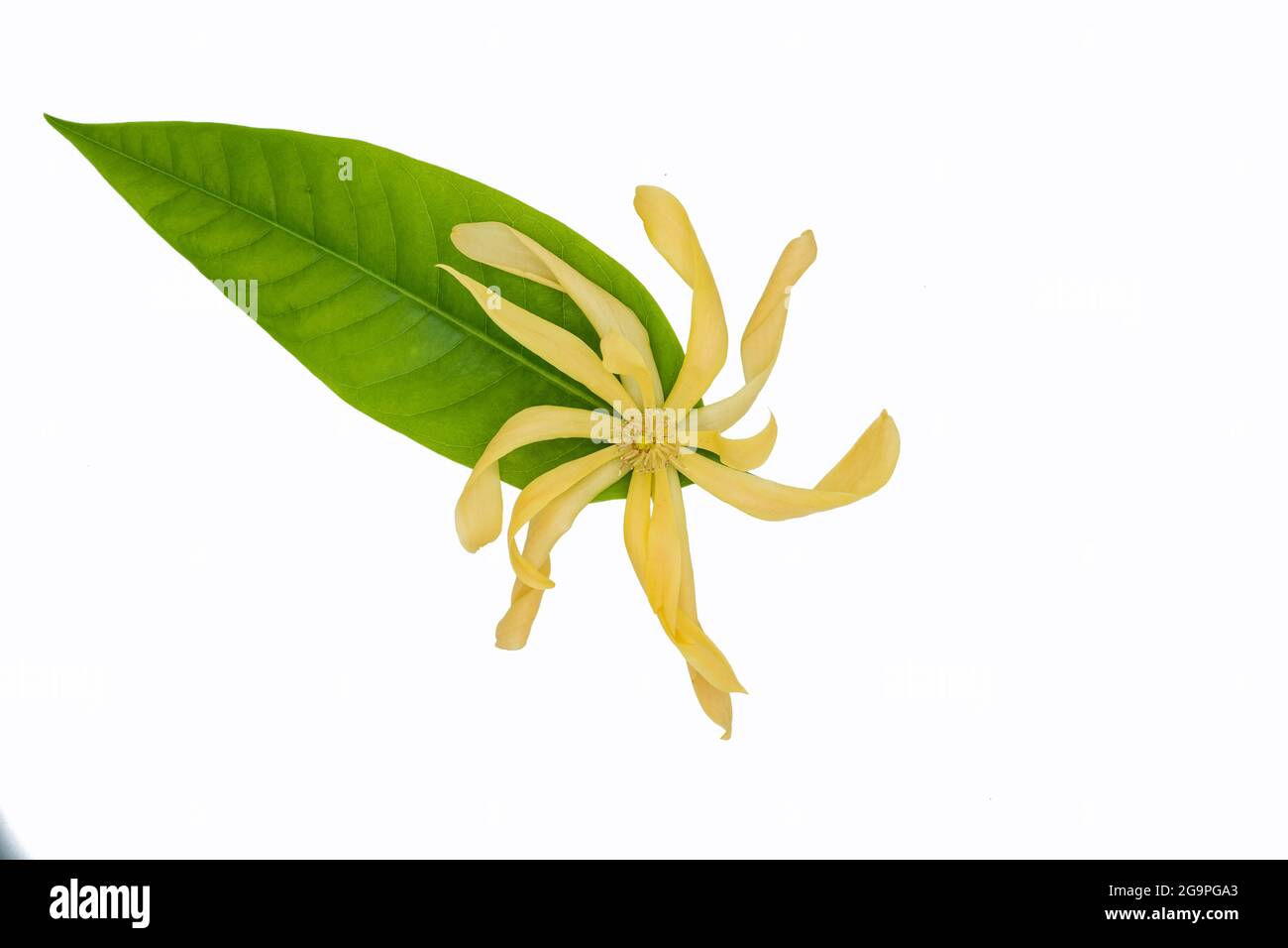 Champaca tree flower and leaf isolated on a white background Stock ...