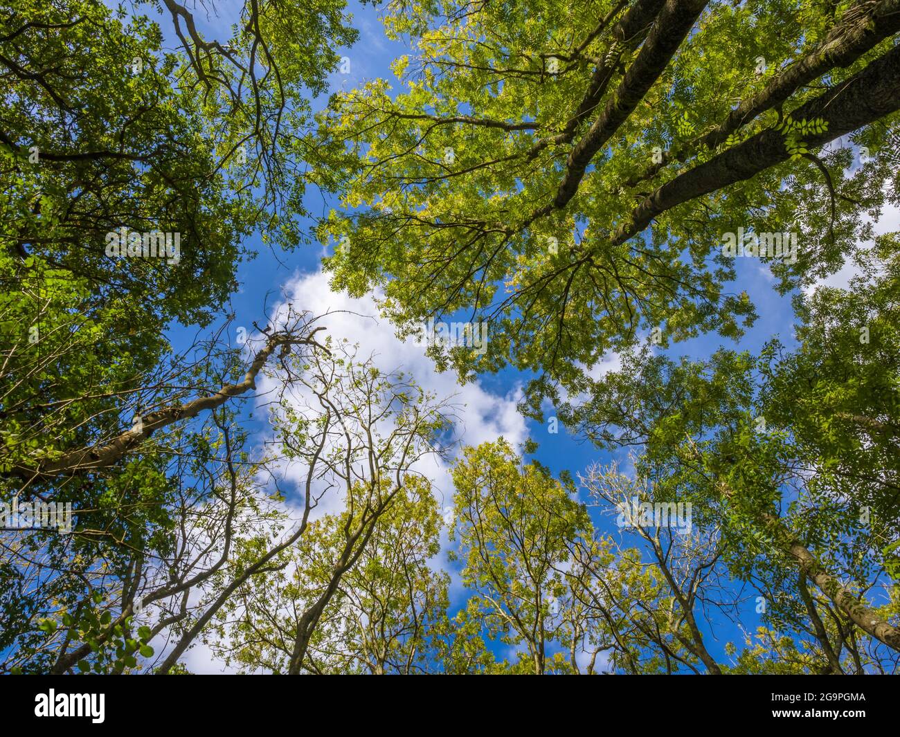 Cloud sky canopy leaves hi-res stock photography and images - Alamy