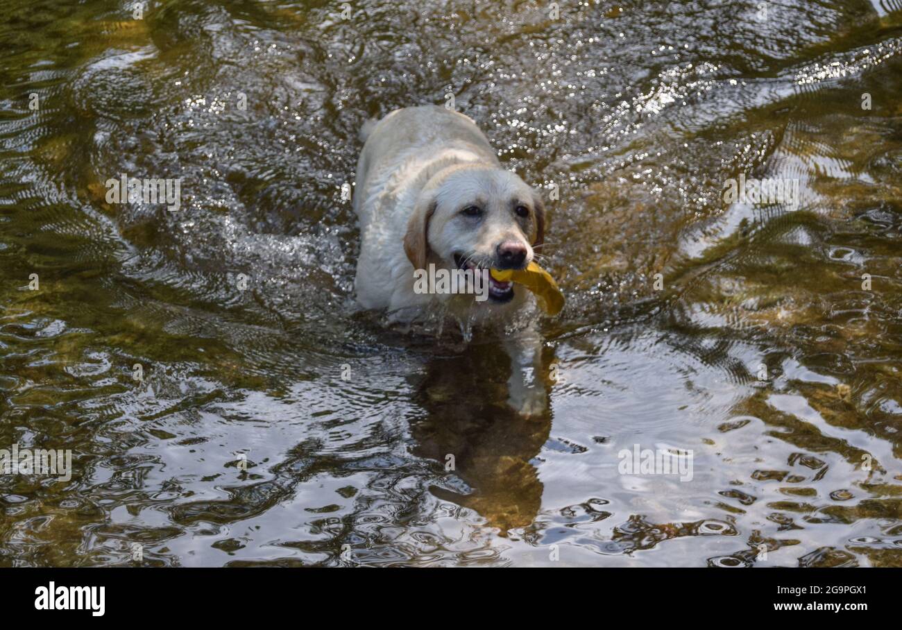 Golden Labrador in river 160721 Stock Photo - Alamy