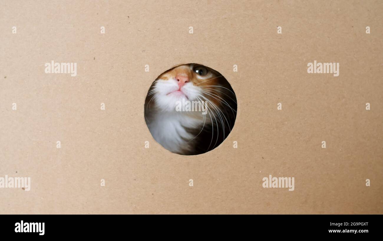 Cute Ginger Kitten Getting out From Hole in a Cardboard Box. Cat Hiding ...