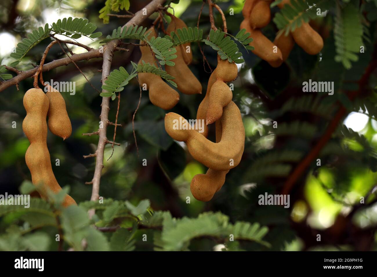Ripe whole tamarind fruits hi-res stock photography and images - Alamy