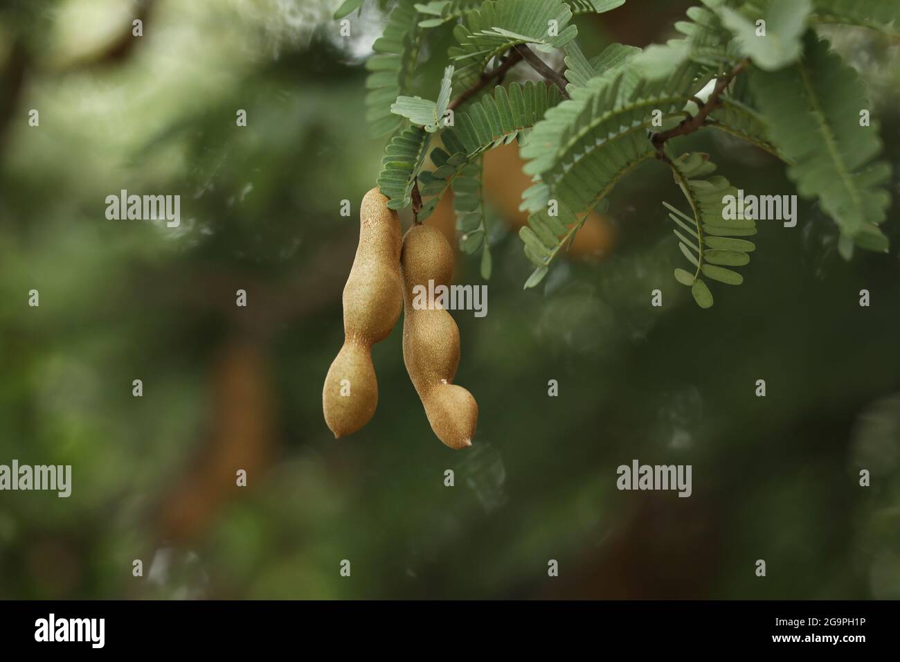 Ripe whole tamarind fruits hi-res stock photography and images - Alamy