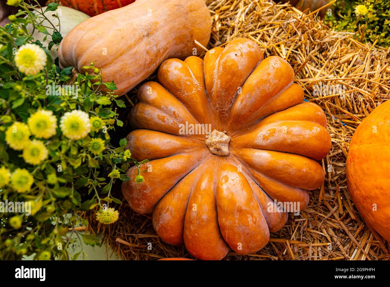 layout autumn flowers pumpkins on straw harvest holiday halloween Stock ...