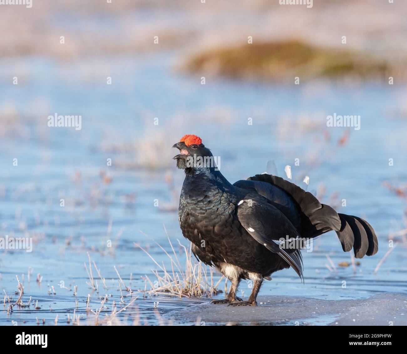 Closeup shot of a Lekking Black Grouse near the puddle Stock Photo - Alamy