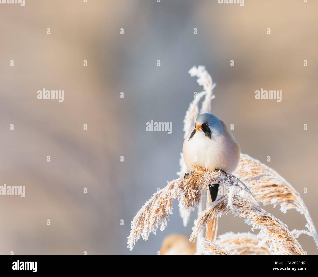 Male panurus biarmicus hi-res stock photography and images - Alamy