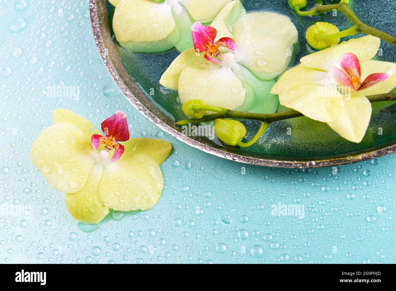 Beautiful orchid flowers in water close-up Stock Photo - Alamy