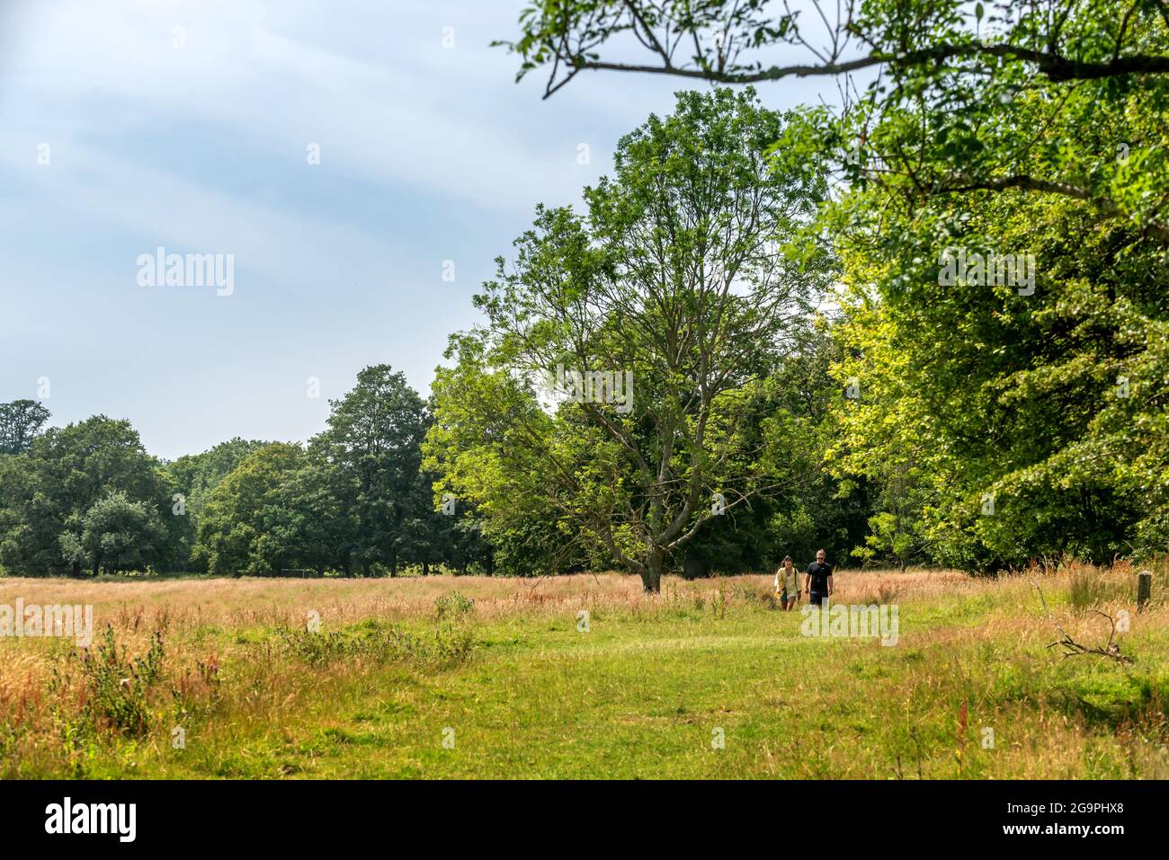 Battle, July 2021: The battlegrounds of Senlac Hill in Battle in East ...
